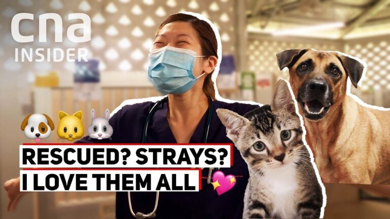 How Does The Spca Deal With Sick Animals – The Dizaldo Blog!