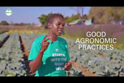 ≫ How Many Cabbages Per Hectare - The Dizaldo Blog!