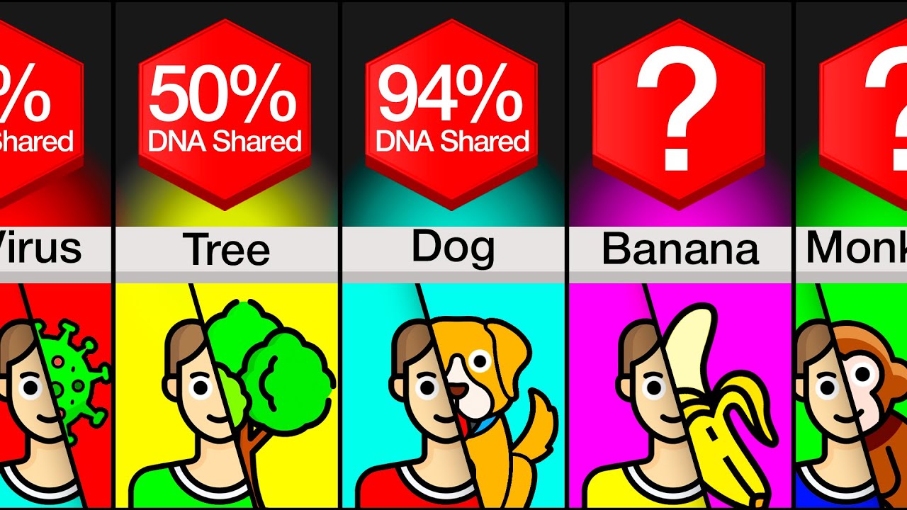 How Much Dna – The Dizaldo Blog!