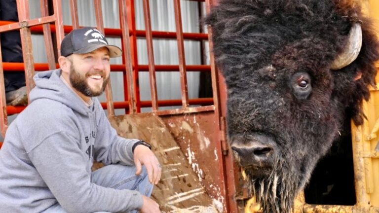 How Much Is A Buffalo – The Dizaldo Blog!