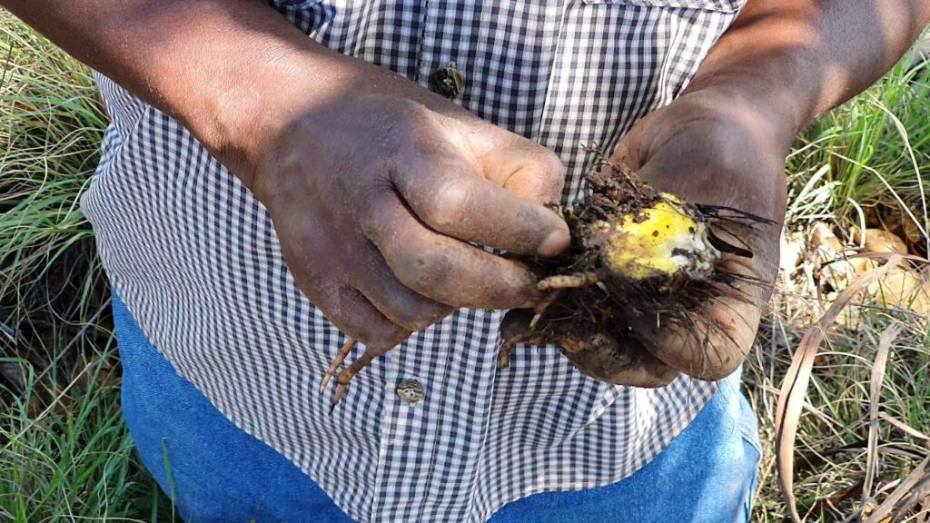 How To Cook African Potato – The Dizaldo Blog!