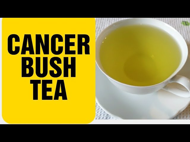 How To Drink Cancer Bush Tea – The Dizaldo Blog!