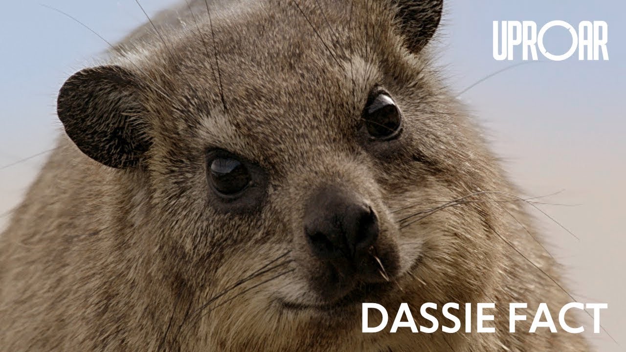 How To Get Rid Of Dassies – The Dizaldo Blog!