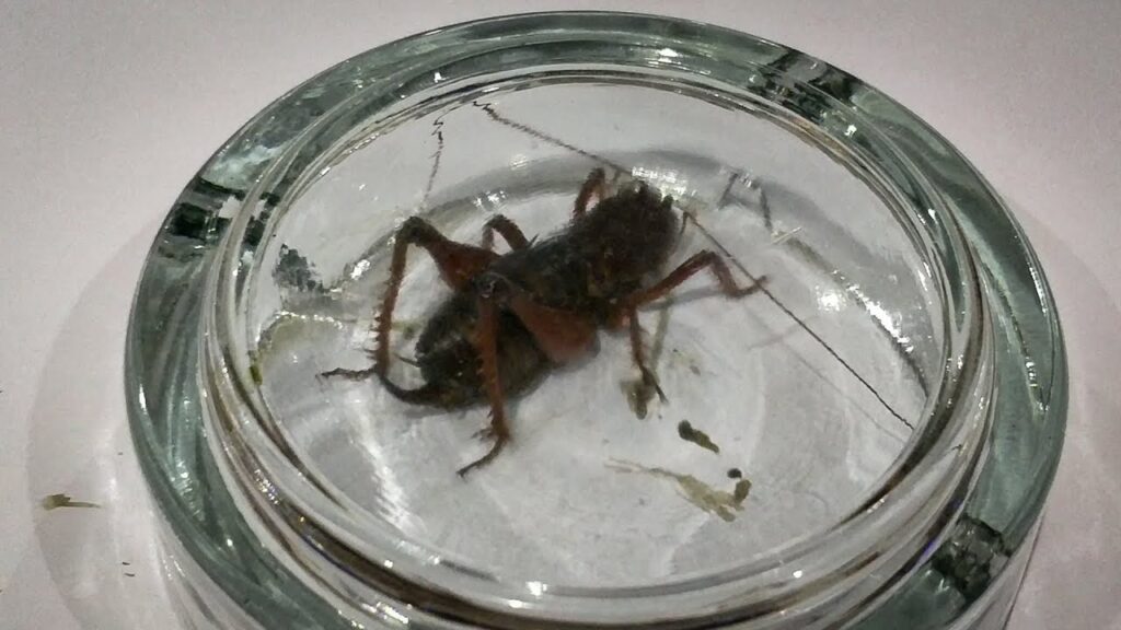 How To Get Rid Of Parktown Prawns – The Dizaldo Blog!