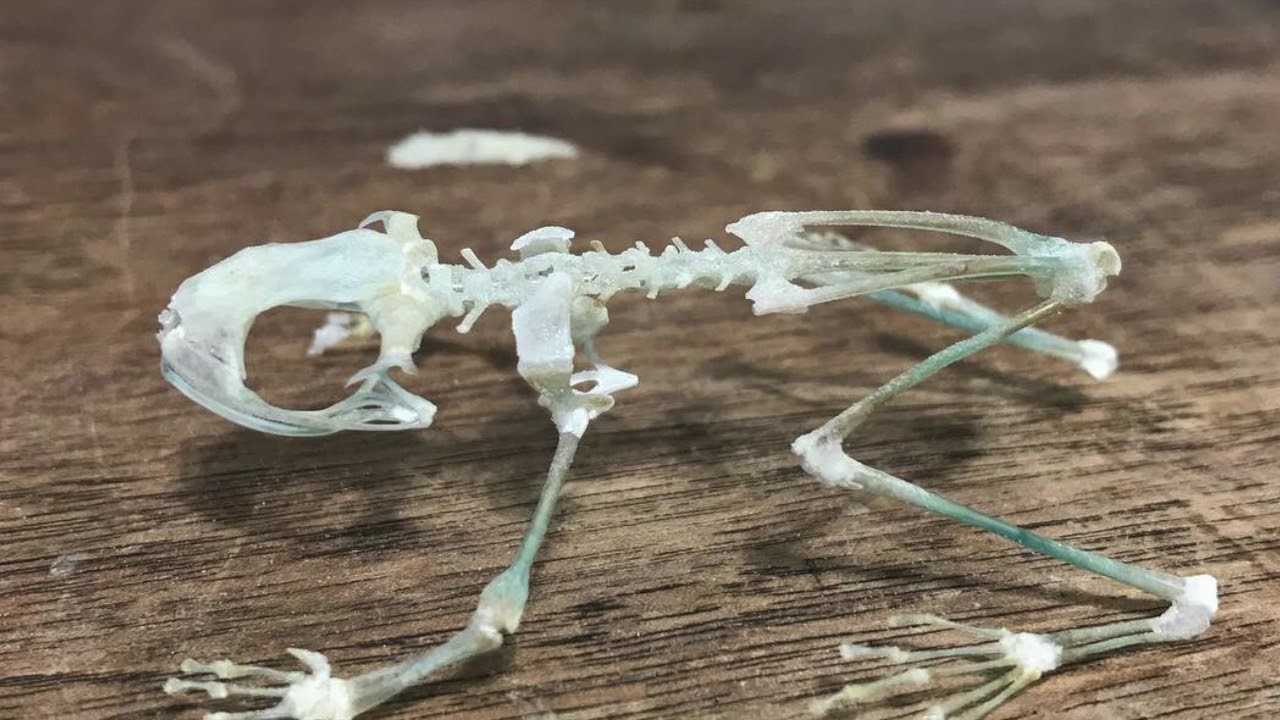 How To Make A Frog Skeleton For School Project The Dizaldo Blog How To Make A Frog Skeleton For School Project The Dizaldo Blog