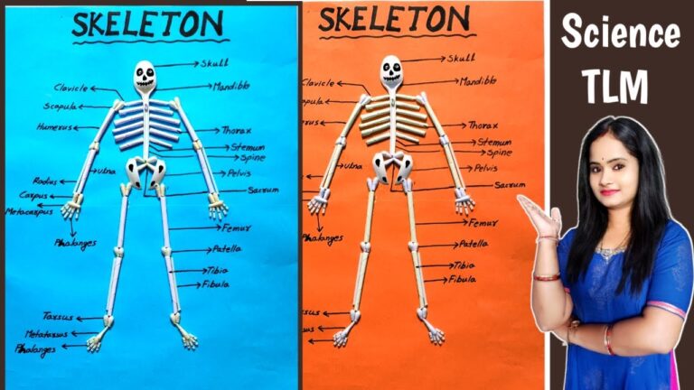 How To Make A Skeleton Model For School Project – The Dizaldo Blog!