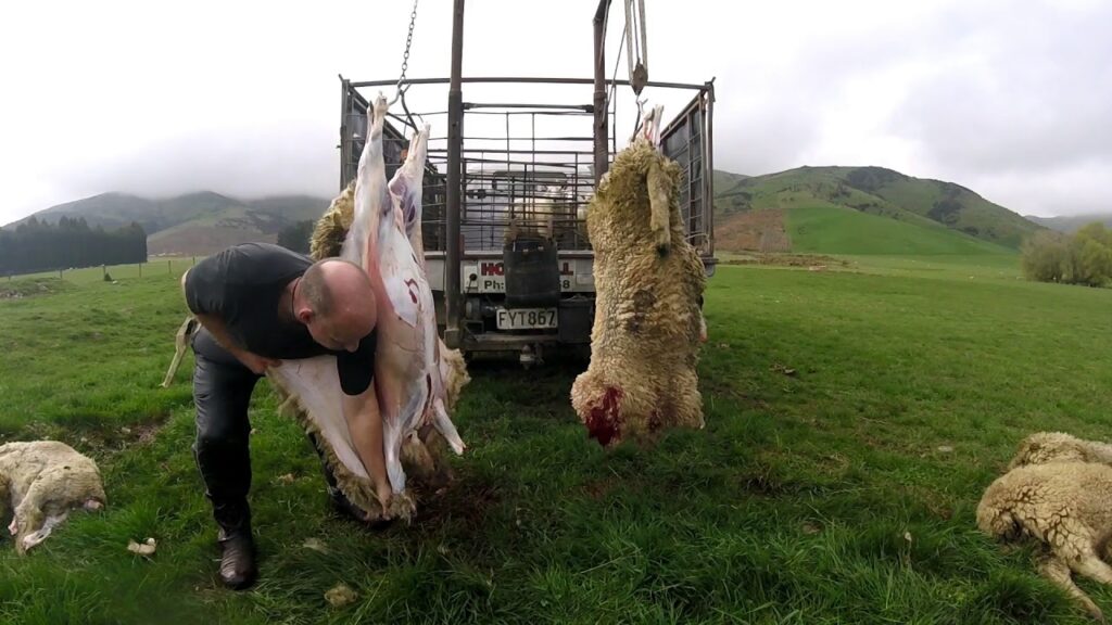 How To Slaughter A Sheep – The Dizaldo Blog!