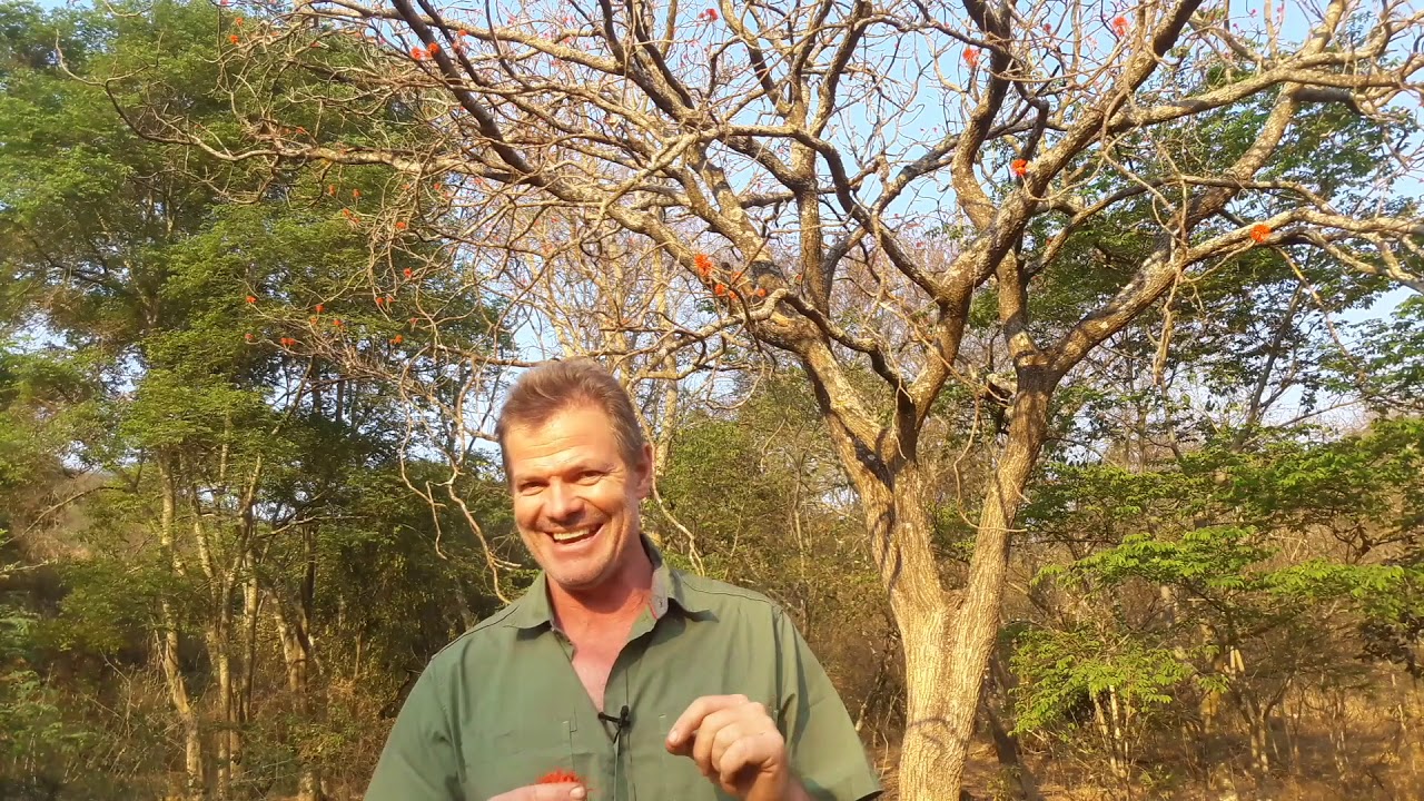 How To Use Lucky Bean – The Dizaldo Blog!